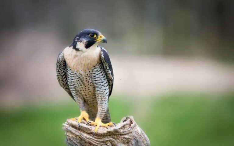 Top 10 Fastest Birds in the world - My Petz Care