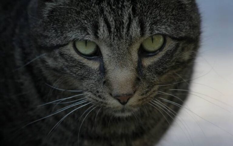 Understanding the Eyes of a Cat - My Petz Care