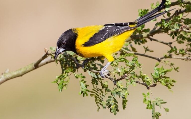 The Adorable Oriole Bird - My Petz Care