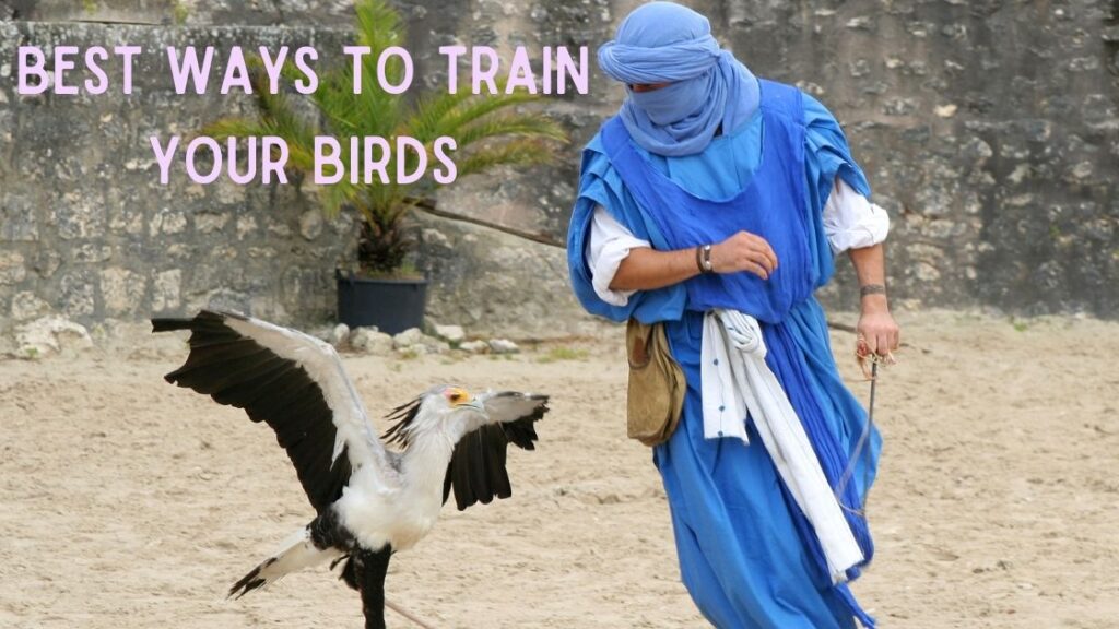 Best Ways to Train your Birds - My Petz Care